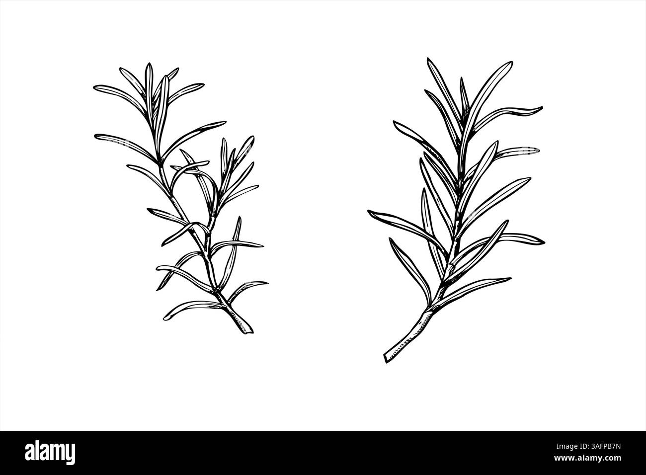 Two Rosemary branch set vector illustration minimalist black and white ...