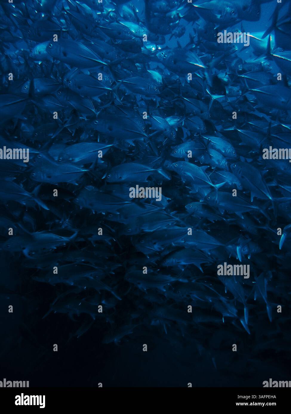 Mesmerizing school fish gliding hi-res stock photography and images - Alamy