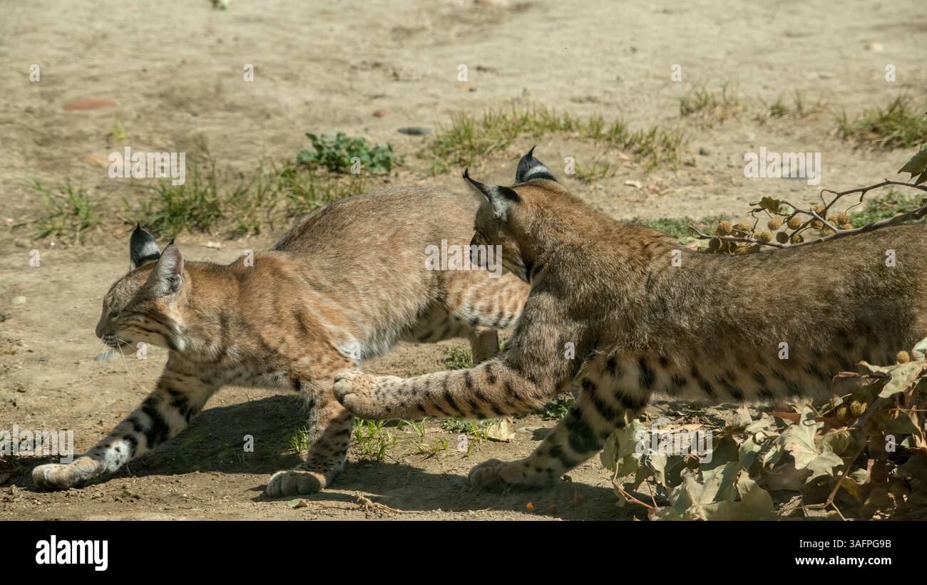 Bobcat fighting hi-res stock photography and images - Alamy