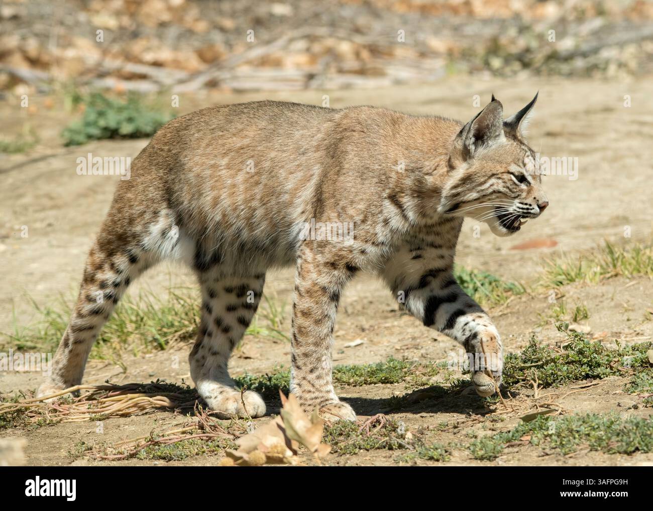 Bobcat animal walking in hi-res stock photography and images - Alamy