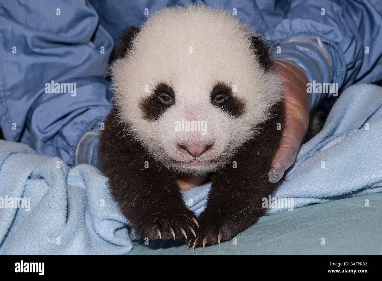 Veterinarians at the San Diego Zoo administered the first vaccination ...