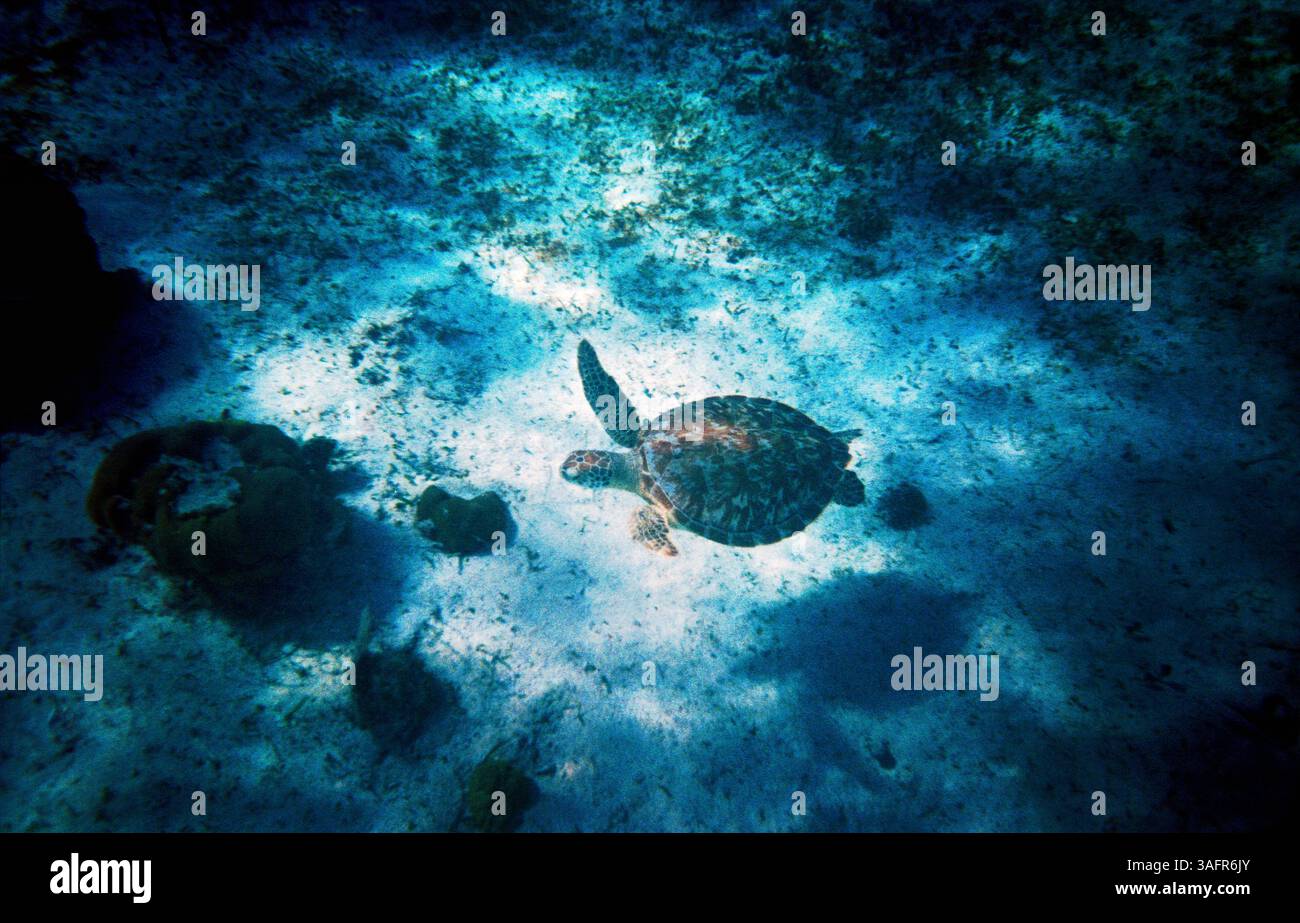 Turtle swimming in Ambergris Caye, Belize, Central America Stock Photo ...