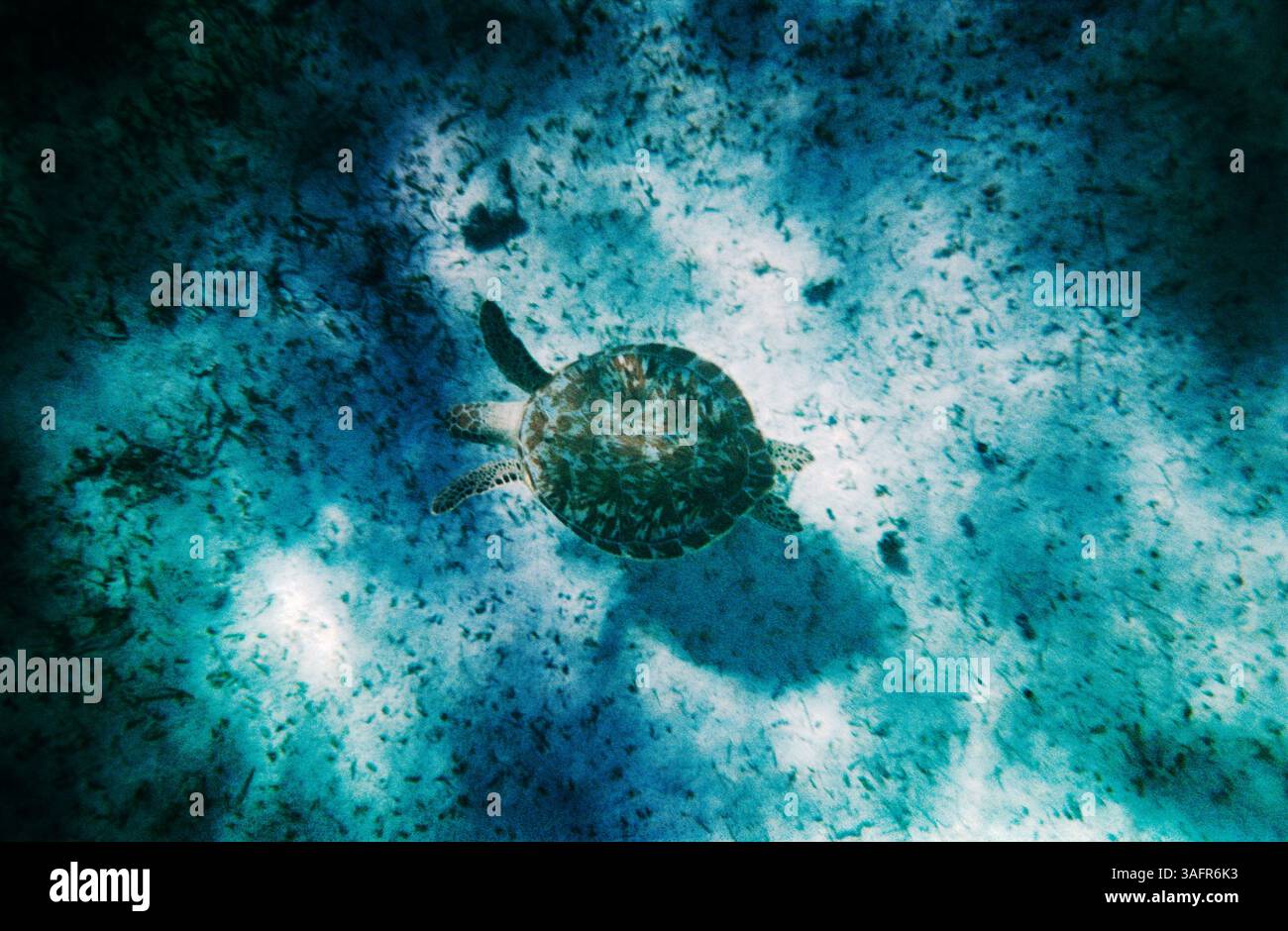 Turtle swimming in Ambergris Caye, Belize, Central America Stock Photo ...