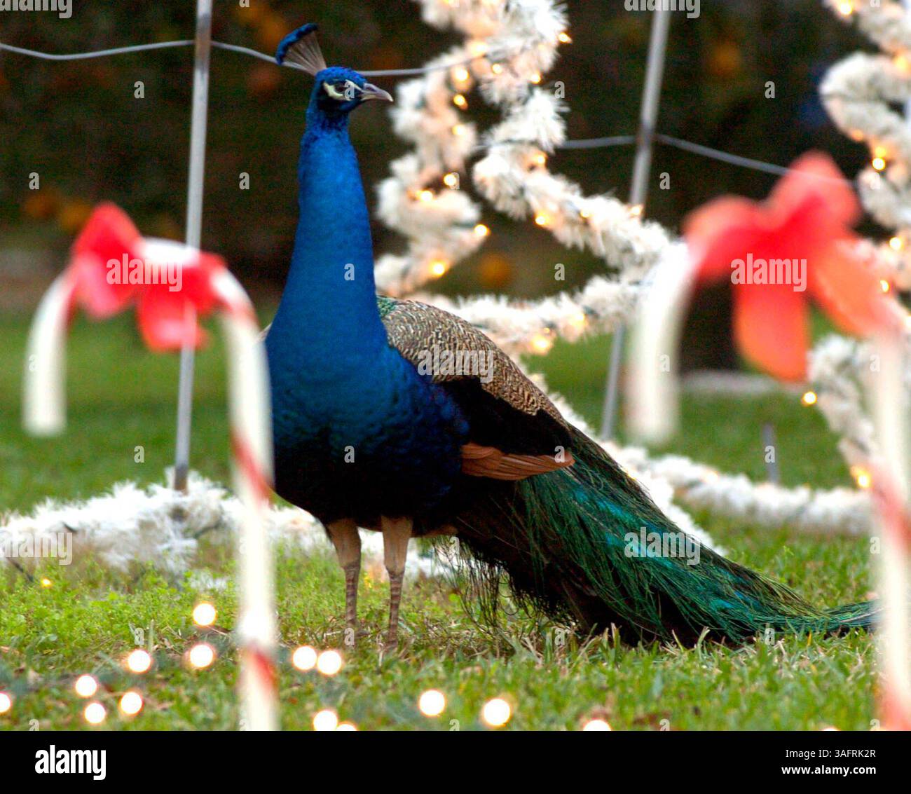 CAPTION: (12/22/2005 ZEPHYRHILLS) A wild peacock makes its way through ...