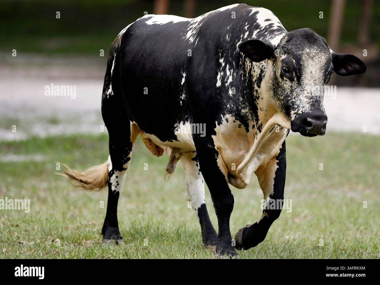 Tried meat hi-res stock photography and images - Alamy