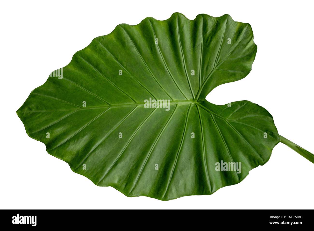 Elephant ear plant leaves Cut Out Stock Images & Pictures - Alamy
