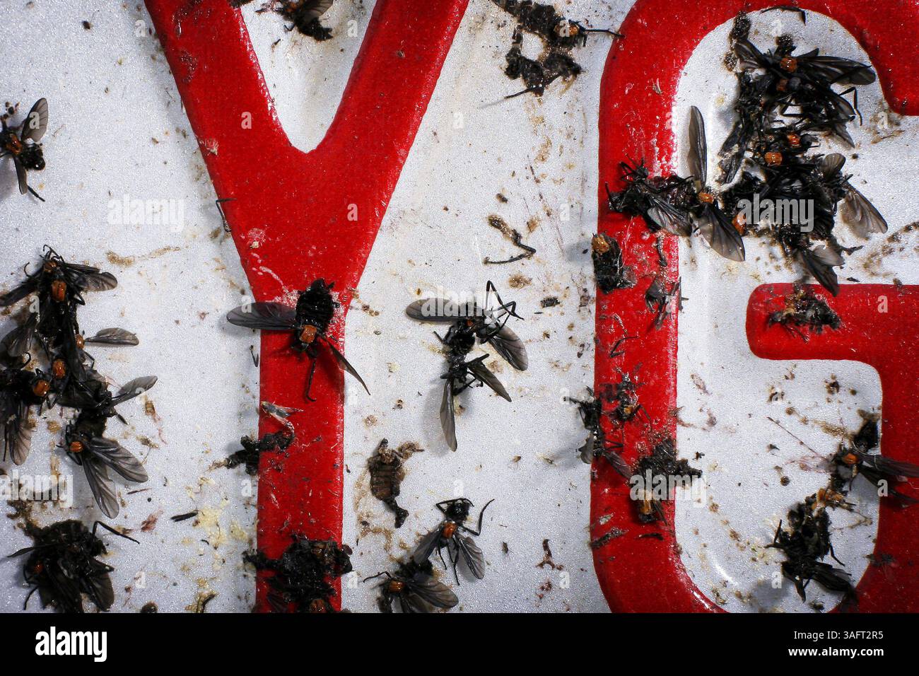 Mating swarms hi-res stock photography and images - Alamy