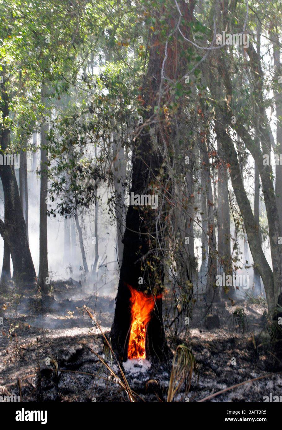 Tree burns from inside hi-res stock photography and images - Alamy