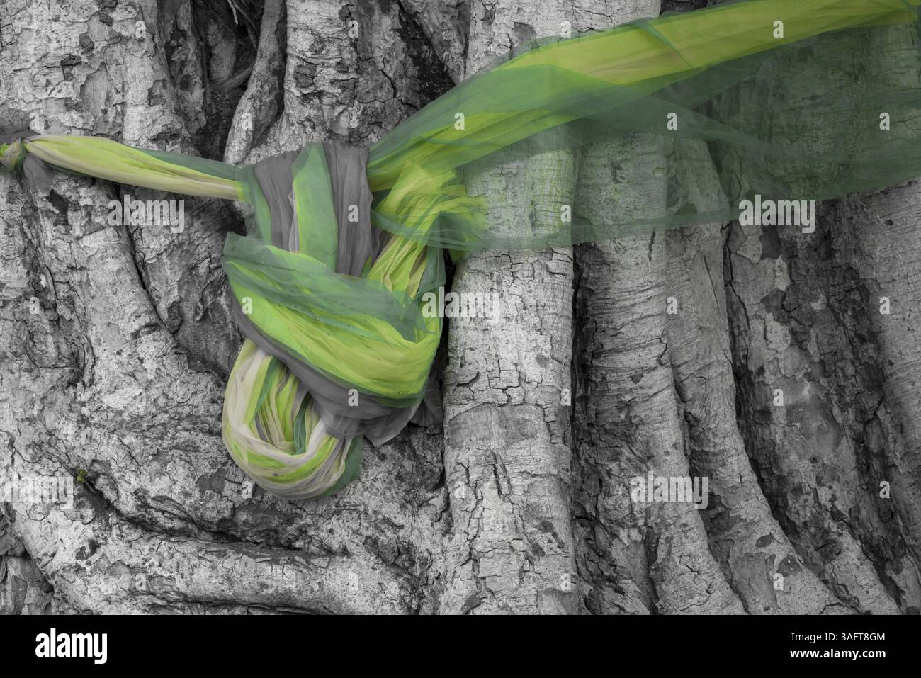 Ficus religiosa sacred fig tree hi-res stock photography and images - Alamy