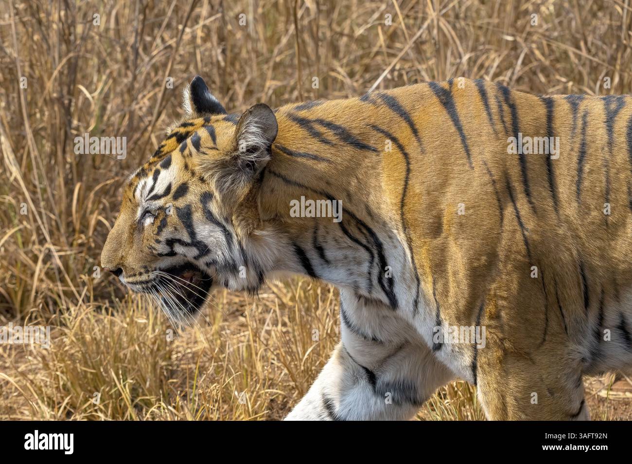 Tiger (Panthera tigris), Bengal tiger or Indian tiger, big cat ...