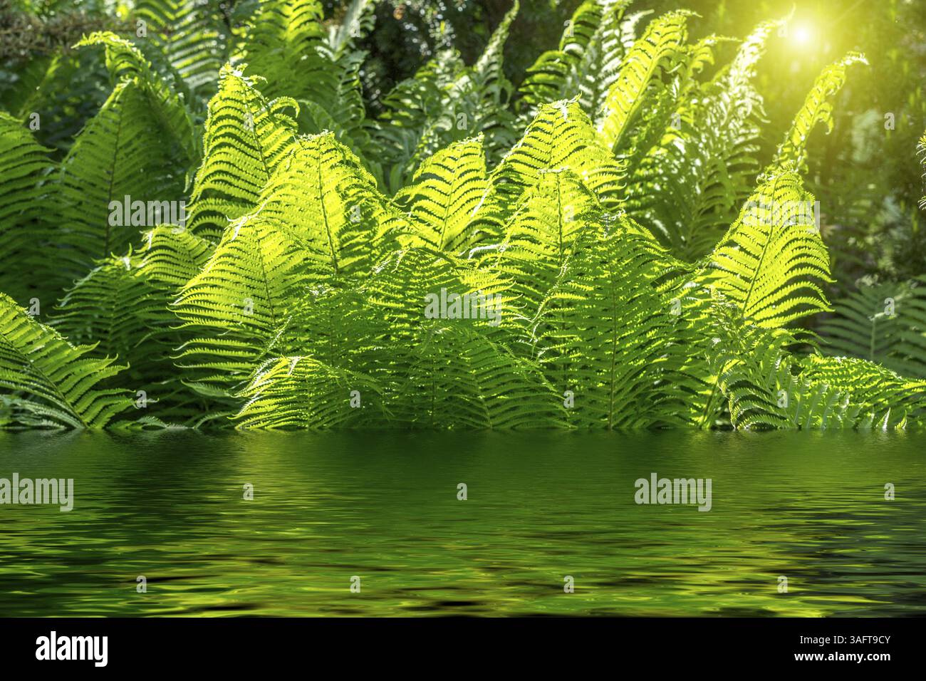 Beautiful ferns with green flower fern background of green foliage in ...
