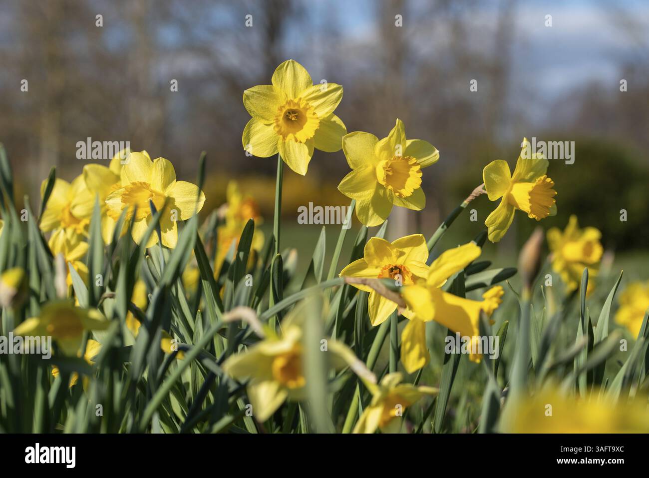 Bright yellow daffodils in full bloom in a green meadow under a blue ...