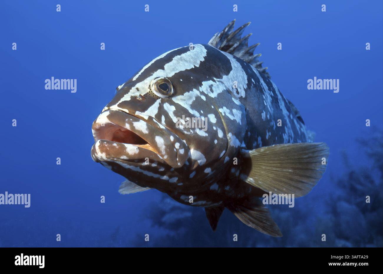 Underwater photo of Nassau grouper (Epinephelus striatus) Predator fish ...