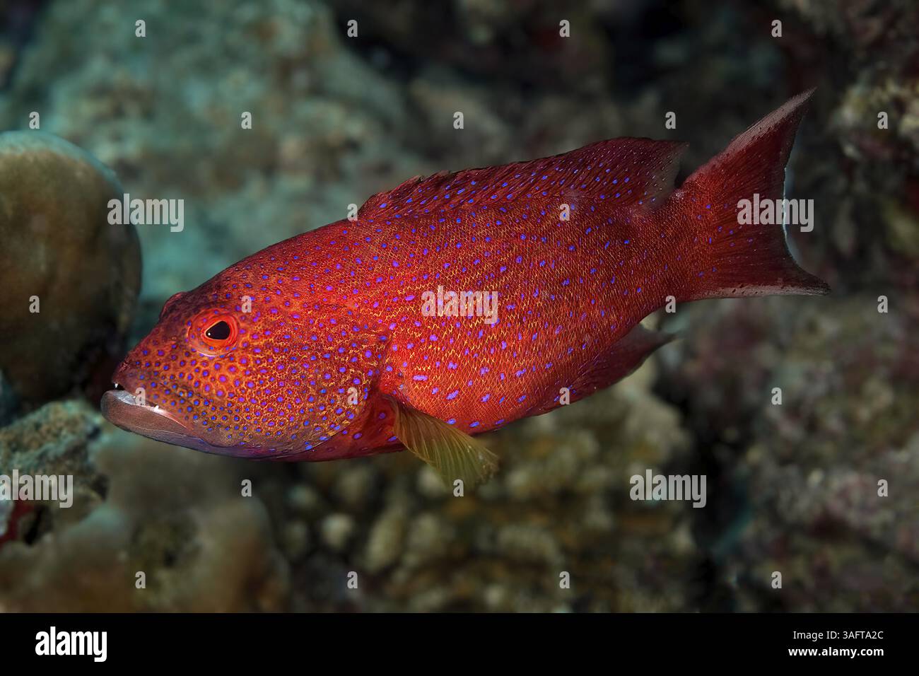 Underwater photo of white crescent jewelled perch (Variola ...