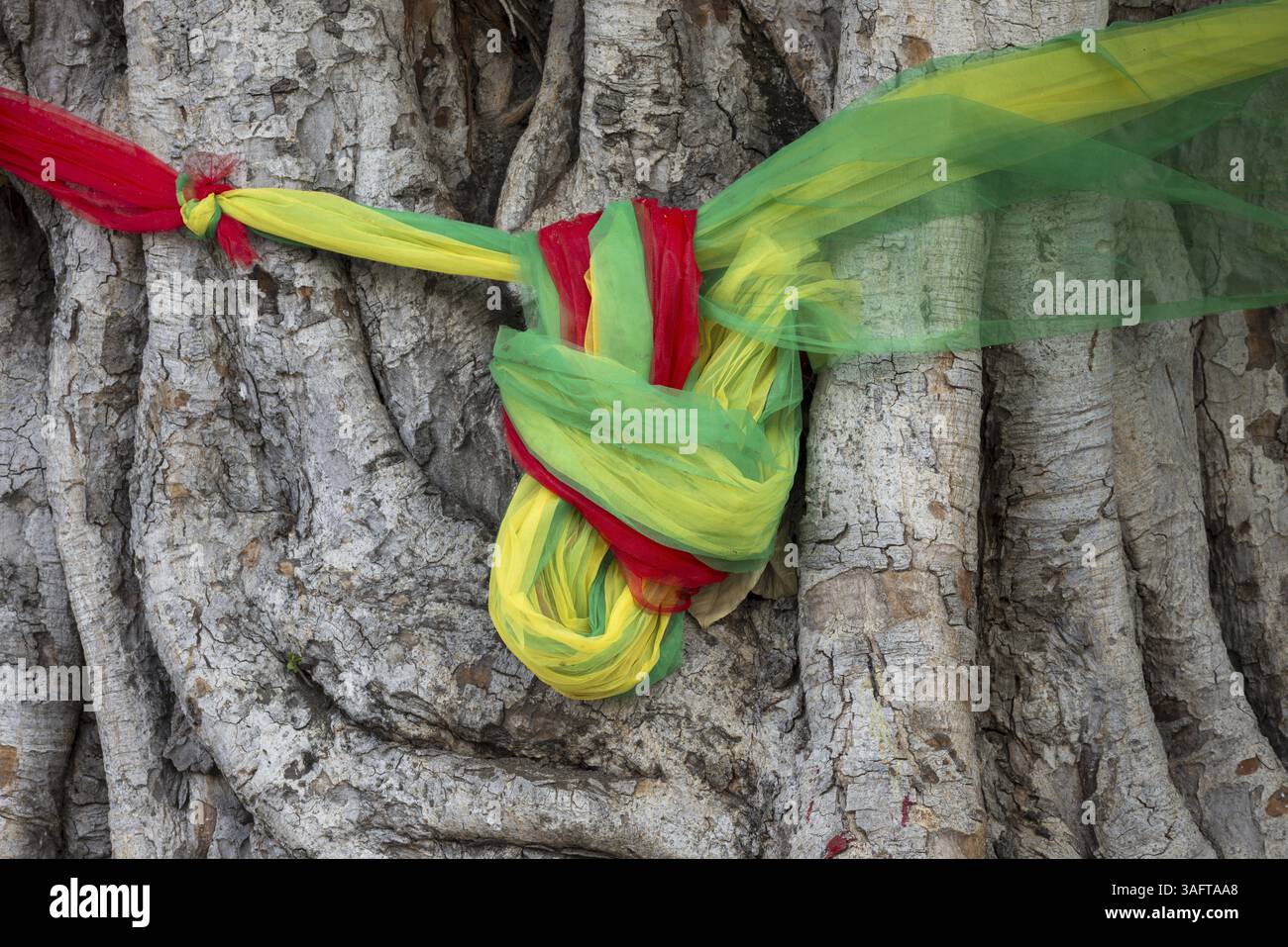 Ficus religiosa sacred fig tree hi-res stock photography and images - Alamy