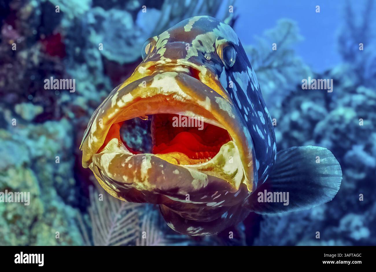 Underwater photo Close-up of Nassau grouper (Epinephelus striatus ...