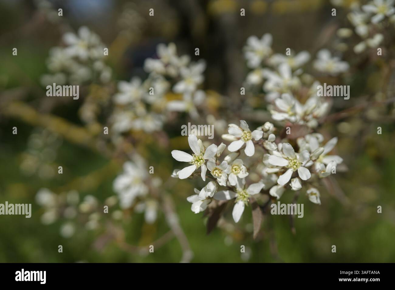 Blossom of the rock pear (Amelanchier), pome fruit, pome fruit plant ...