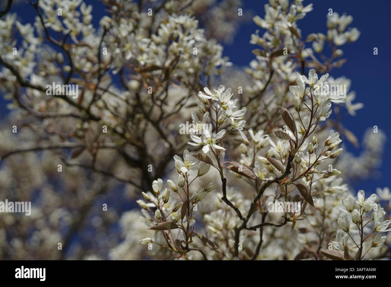 Blossom of the rock pear (Amelanchier), pome fruit, pome fruit plant ...