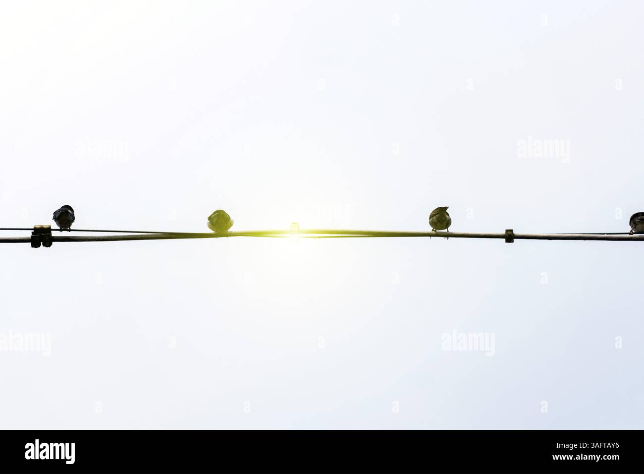 Sparrows on a power line Stock Photo - Alamy
