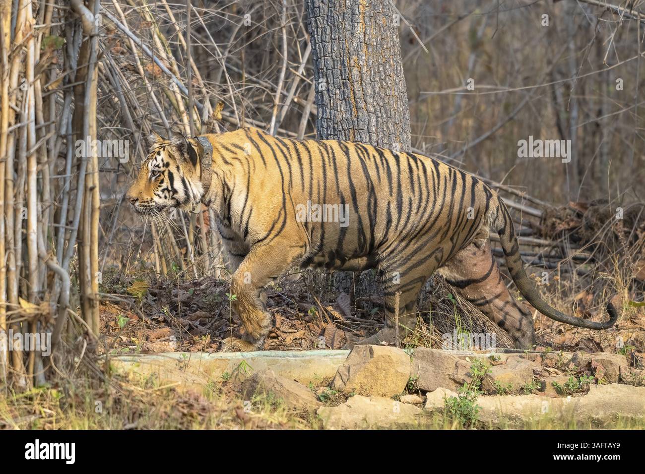 Tiger (Panthera tigris), Bengal tiger or Indian tiger, big cat ...