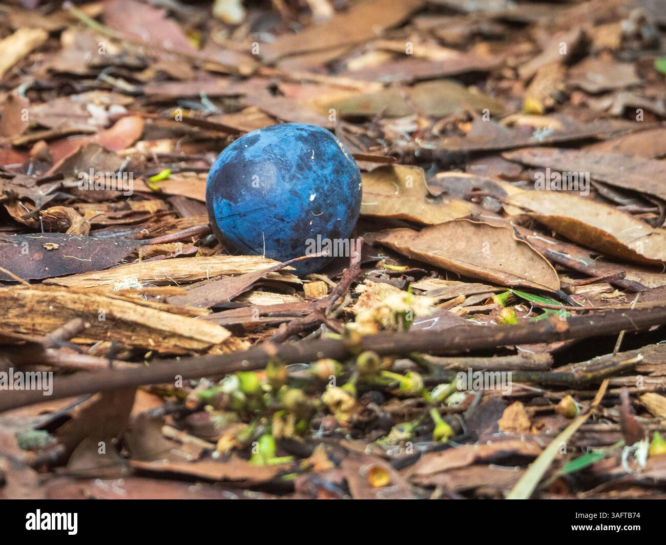 Dark purple Davidson's Plum ripe fruit fallen onto the ground ...