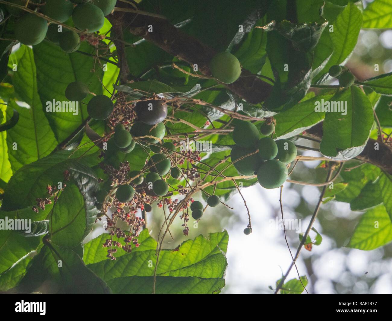 Davidson's Plum tree with unripe still green fruit and green leaves ...