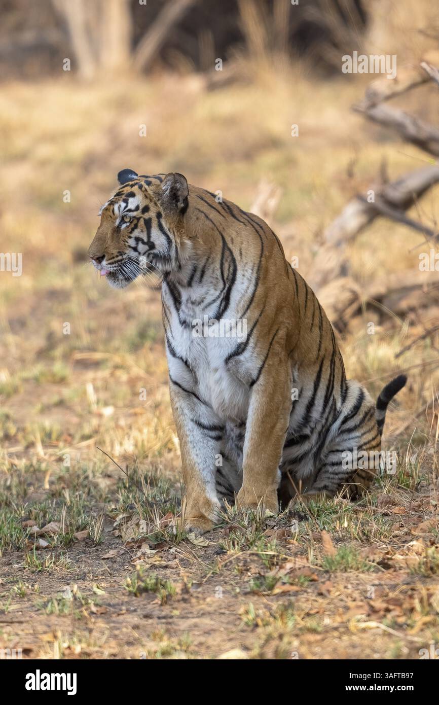 Tiger (Panthera tigris), Bengal tiger or Indian tiger, big cat ...