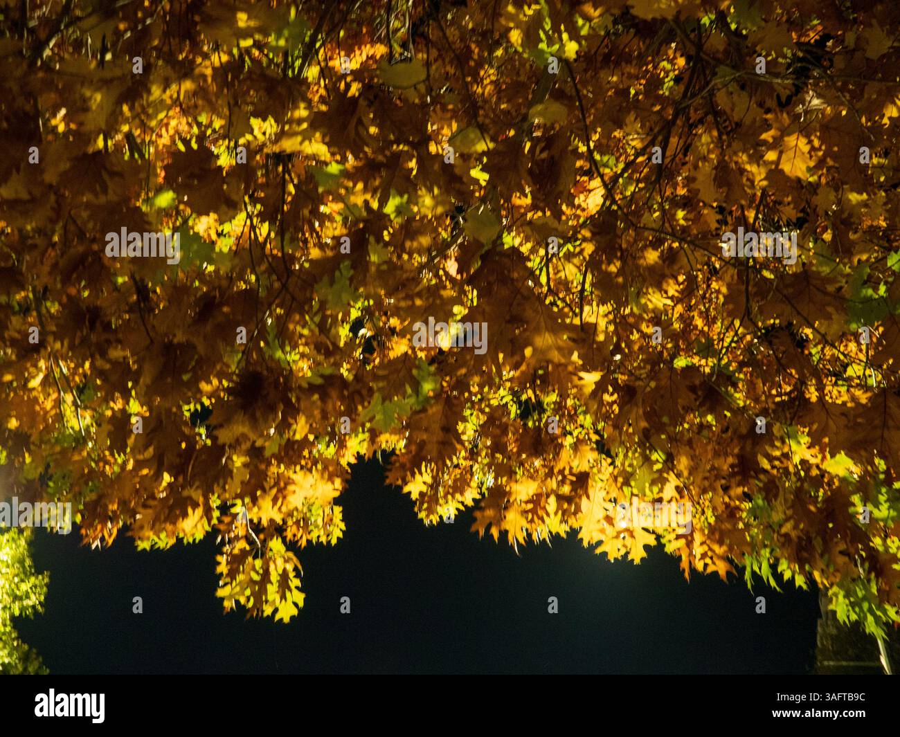 Autumn leaves on the tree at night backlit from streetlights, glowing ...