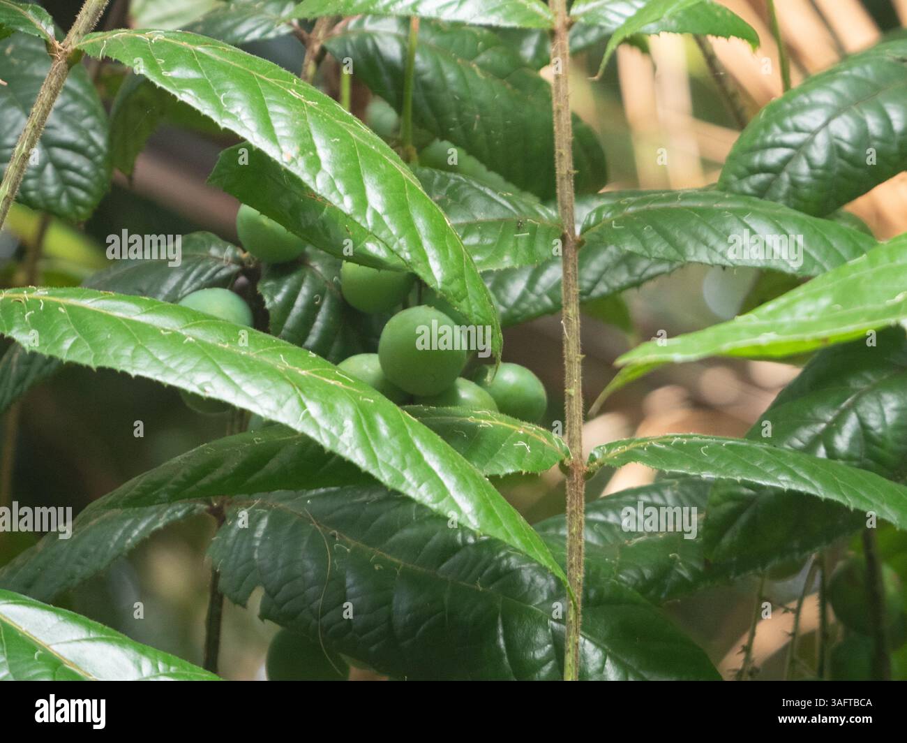 Davidson's Plum tree with unripe still green fruit and green leaves ...