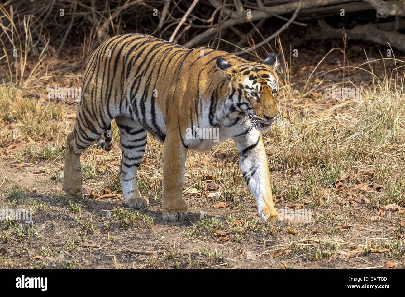 Tiger (Panthera tigris), Bengal tiger or Indian tiger, big cat ...