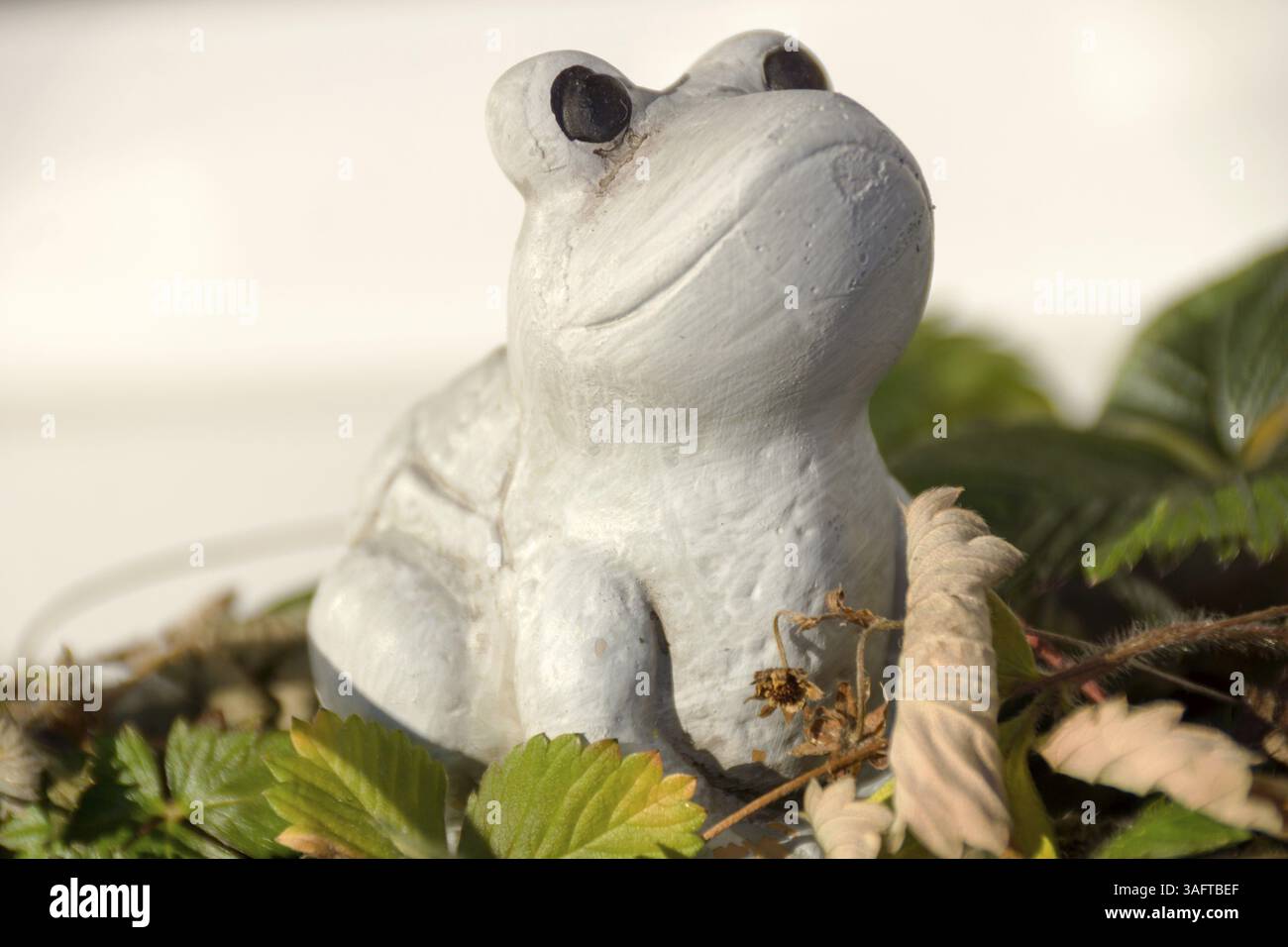 Tree frog in the canopy Stock Photo - Alamy