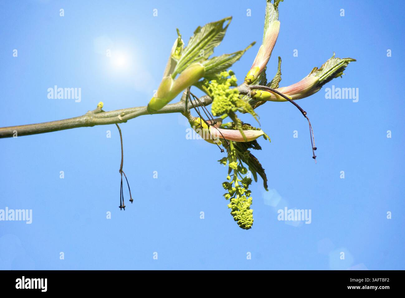 Spring beginning hi-res stock photography and images - Alamy