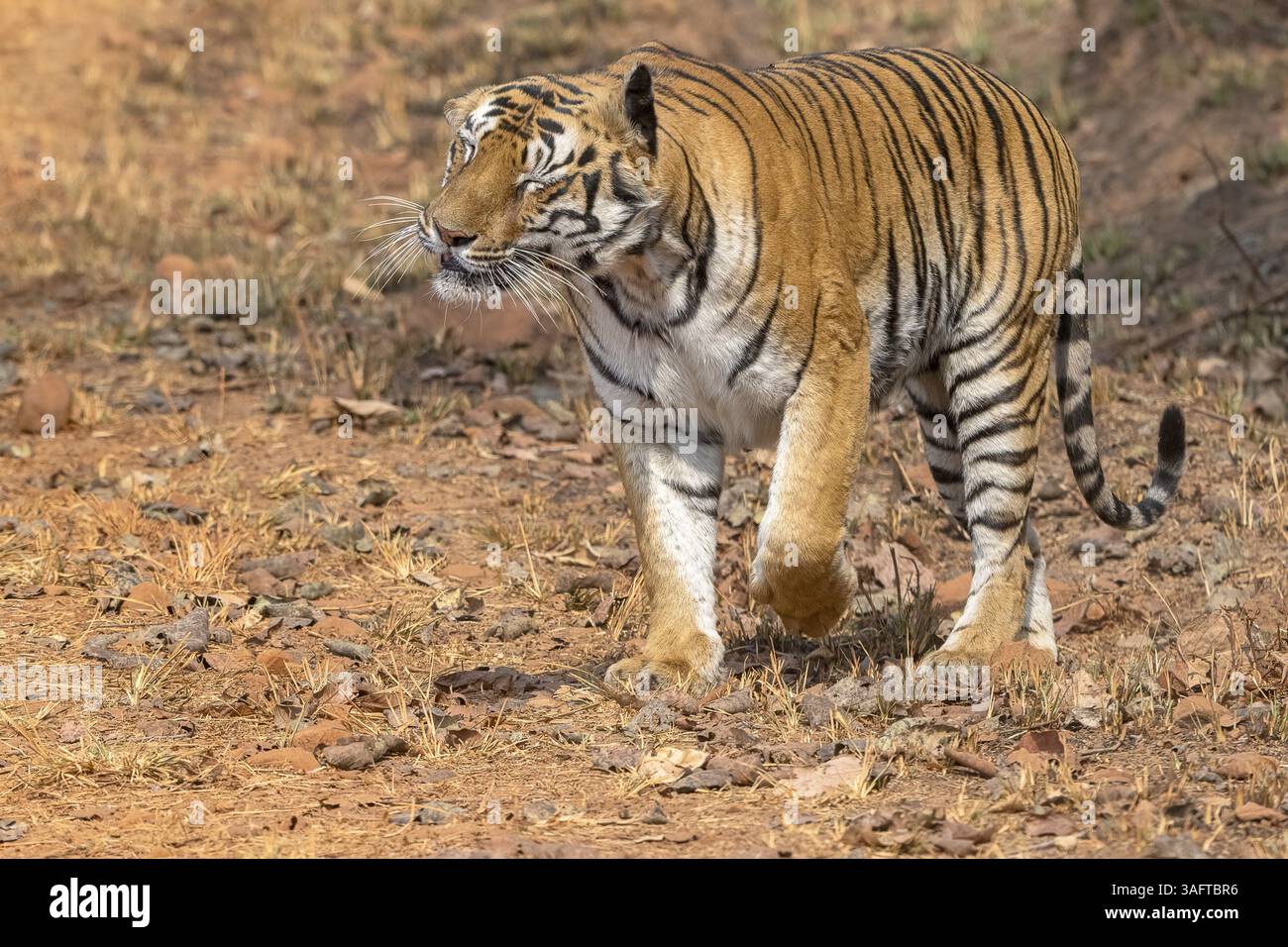 Tiger (Panthera tigris), Bengal tiger or Indian tiger, big cat ...