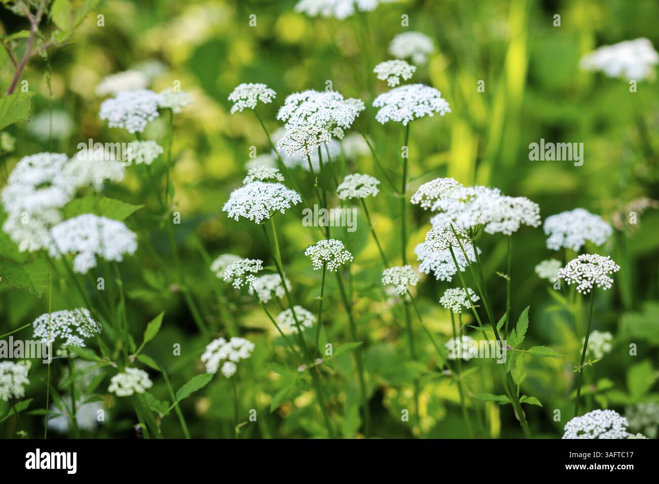 Flowering ground elder (Aegopodium podagraria Stock Photo - Alamy