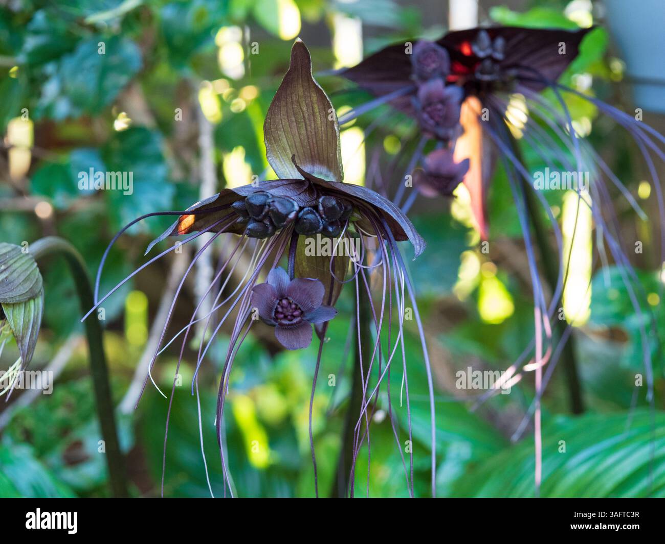 Black Bat Flowers and buds Tacca Chantrieri, dark purple blooms and ...