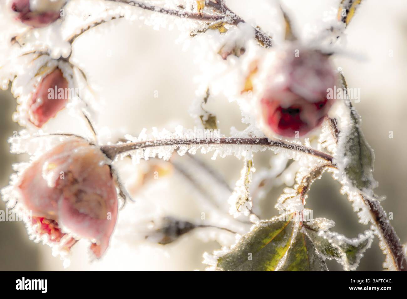 Blossoming red roses hi-res stock photography and images - Alamy