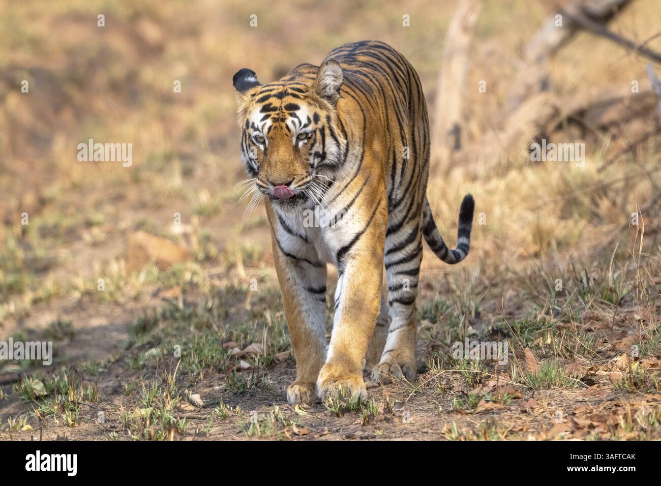 Tiger (Panthera tigris), Bengal tiger or Indian tiger, big cat ...