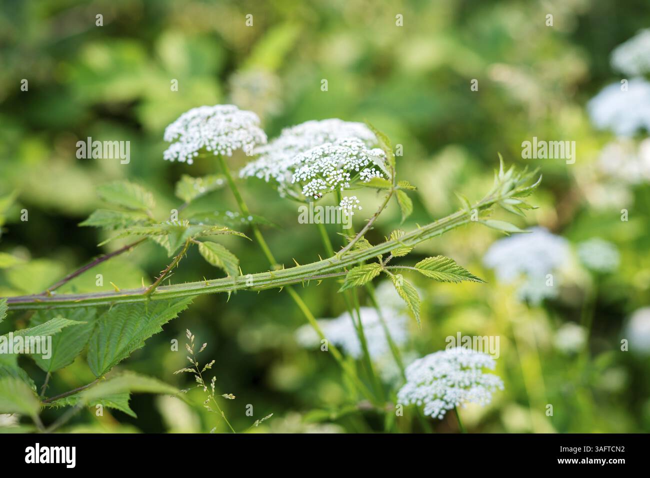 Flowering ground elder (Aegopodium podagraria Stock Photo - Alamy