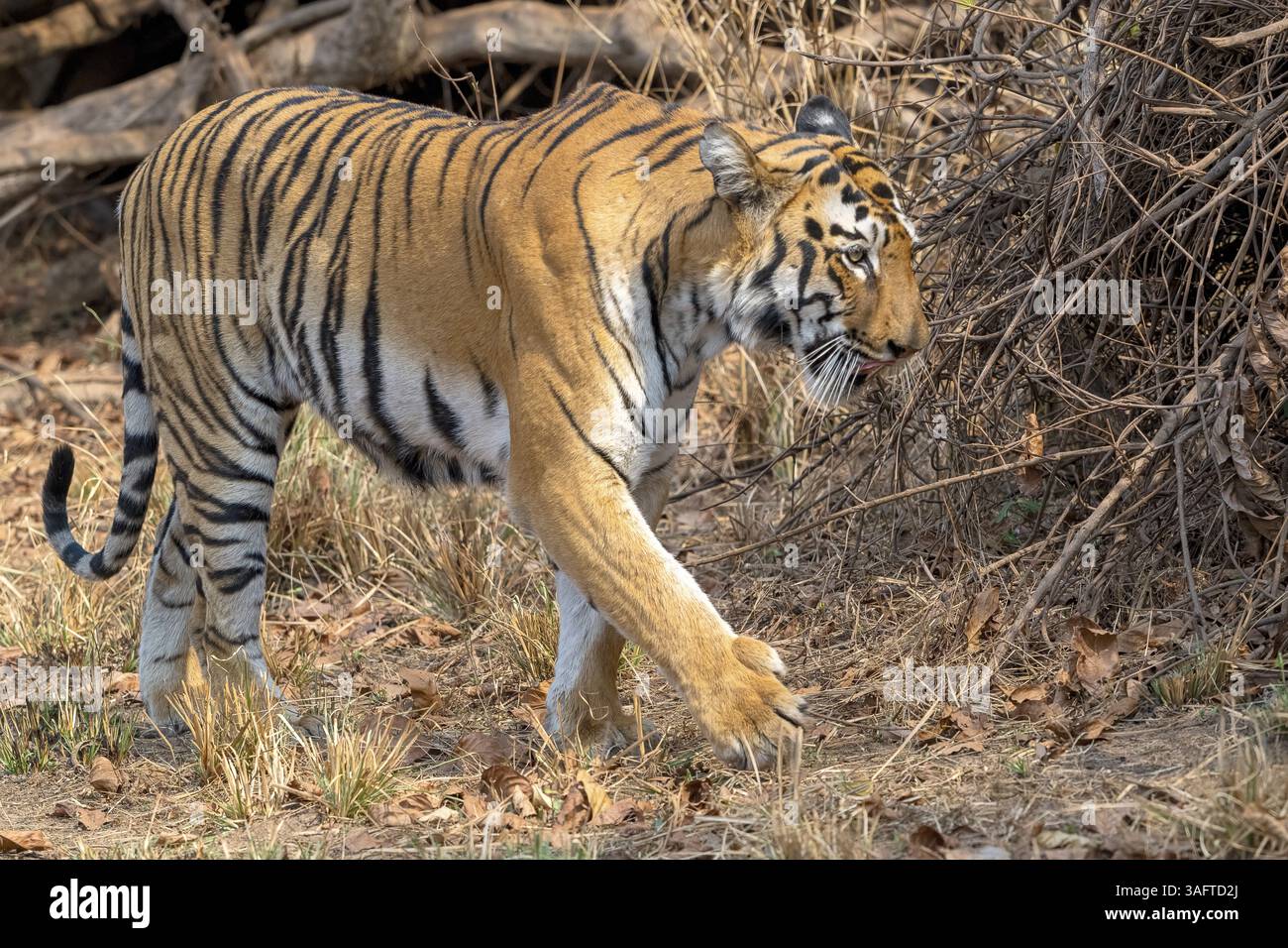 Tiger (Panthera tigris), Bengal tiger or Indian tiger, big cat ...