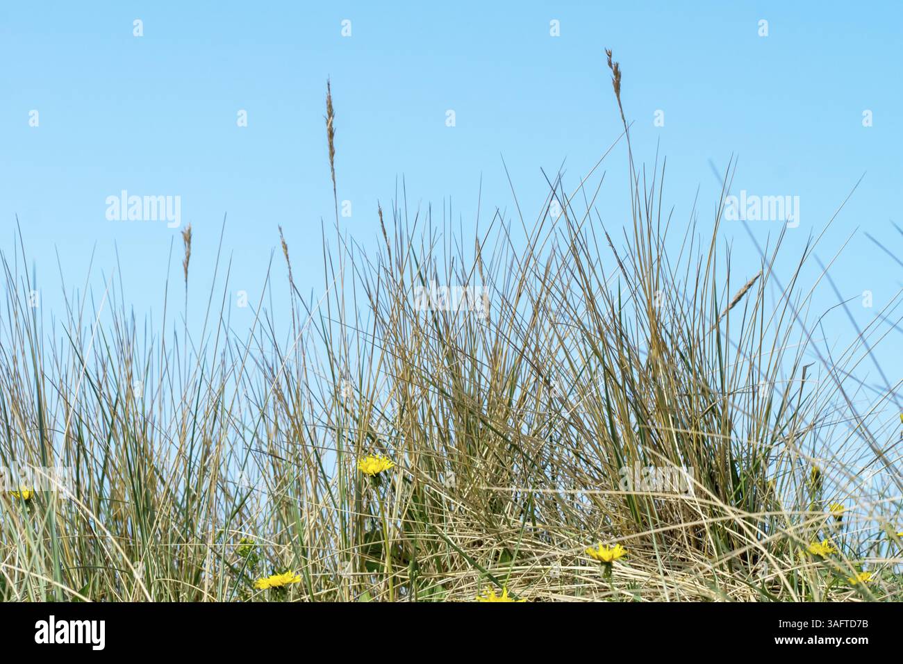 Dune grasses in Denmark Stock Photo - Alamy