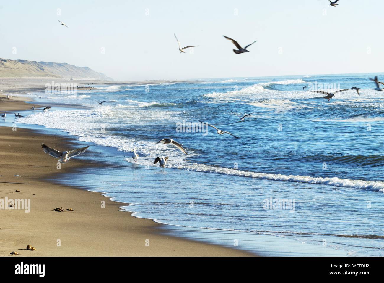 Surf with hunting seagulls on the beach in Denmark THY Stock Photo - Alamy
