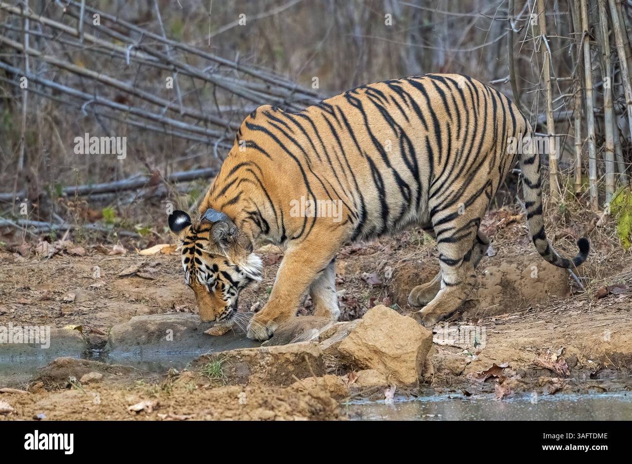 Tiger (Panthera tigris), Bengal tiger or Indian tiger, big cat ...