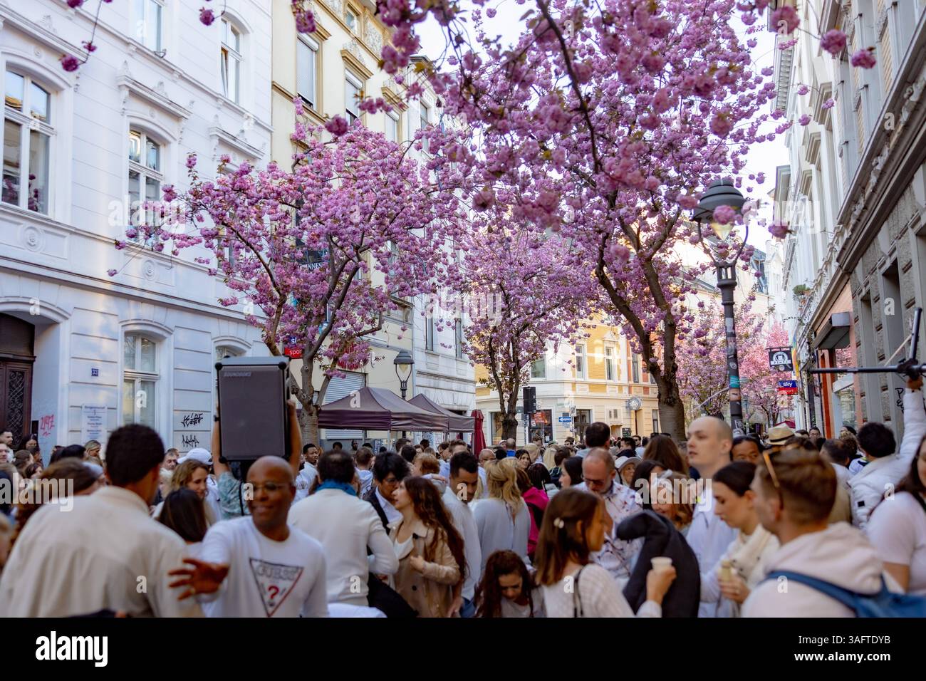 Kirschblüten in der Bonner Altstadt 06.04.2025 Tanzende Menschen unter ...