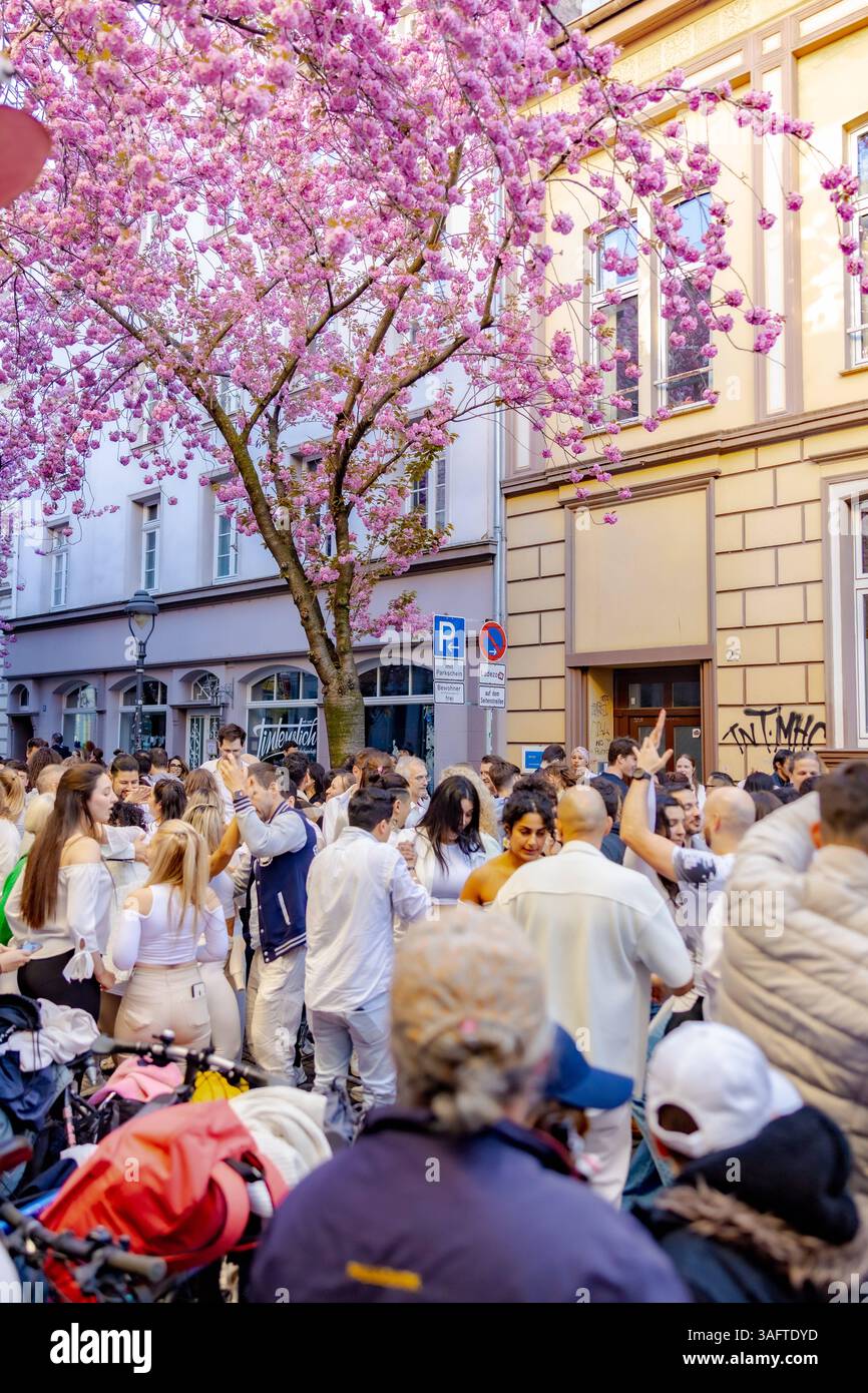 Kirschblüten in der Bonner Altstadt 06.04.2025 Tanzende Menschen unter ...