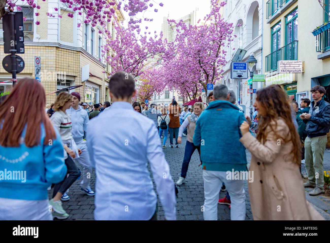 Kirschblüten in der Bonner Altstadt 06.04.2025 Tanzende Menschen unter ...