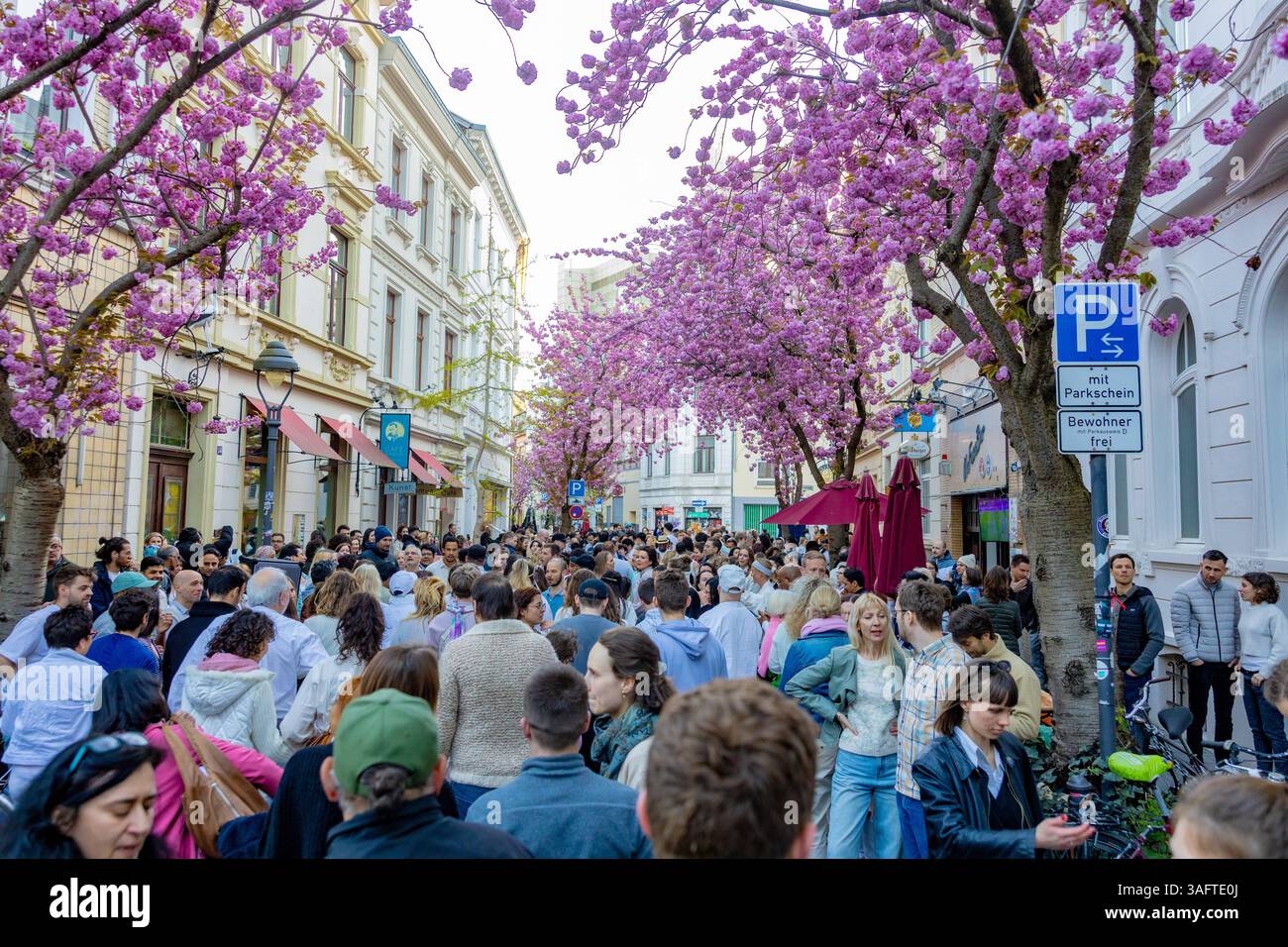 Kirschblüten in der Bonner Altstadt 06.04.2025 Tanzende Menschen unter ...
