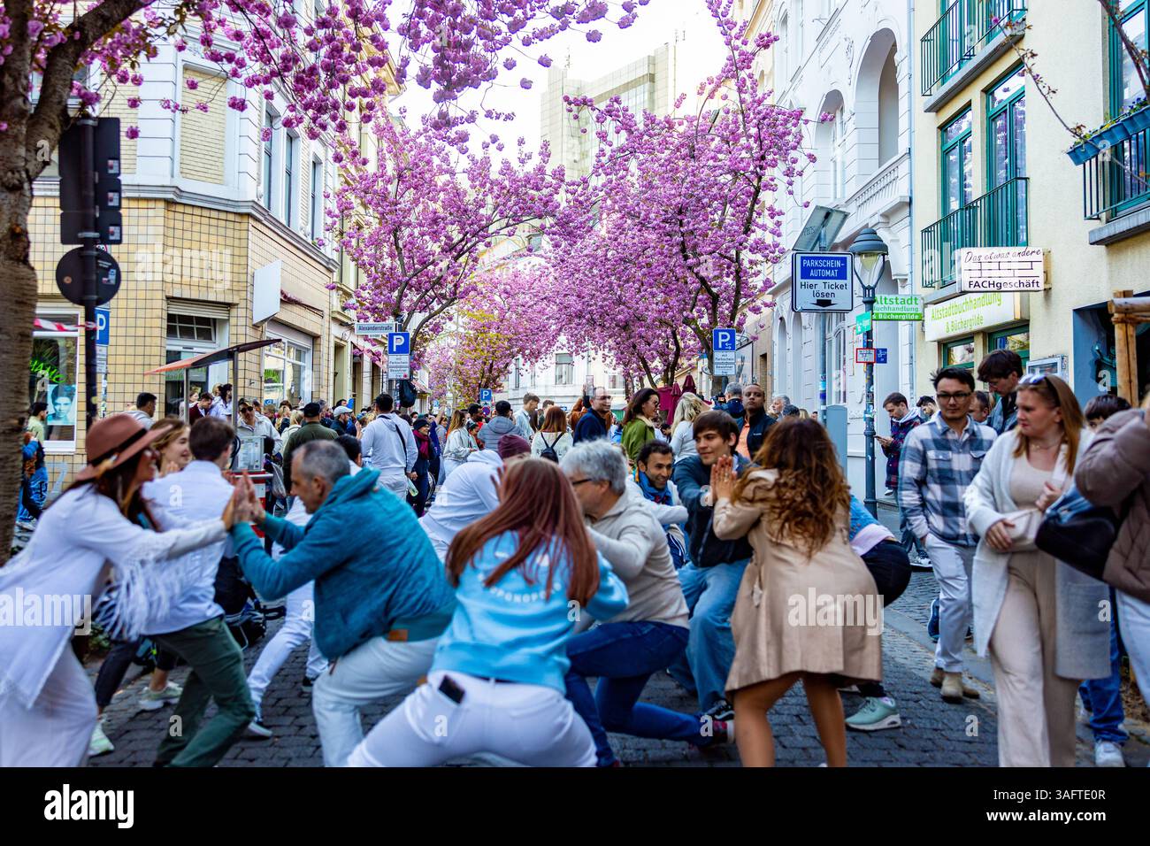 Kirschblüten in der Bonner Altstadt 06.04.2025 Tanzende Menschen unter ...
