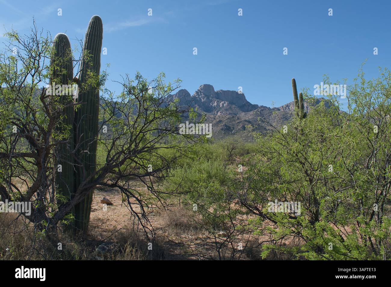 Within Catalina Regional Park outside Tucson, Arizona is a main north ...