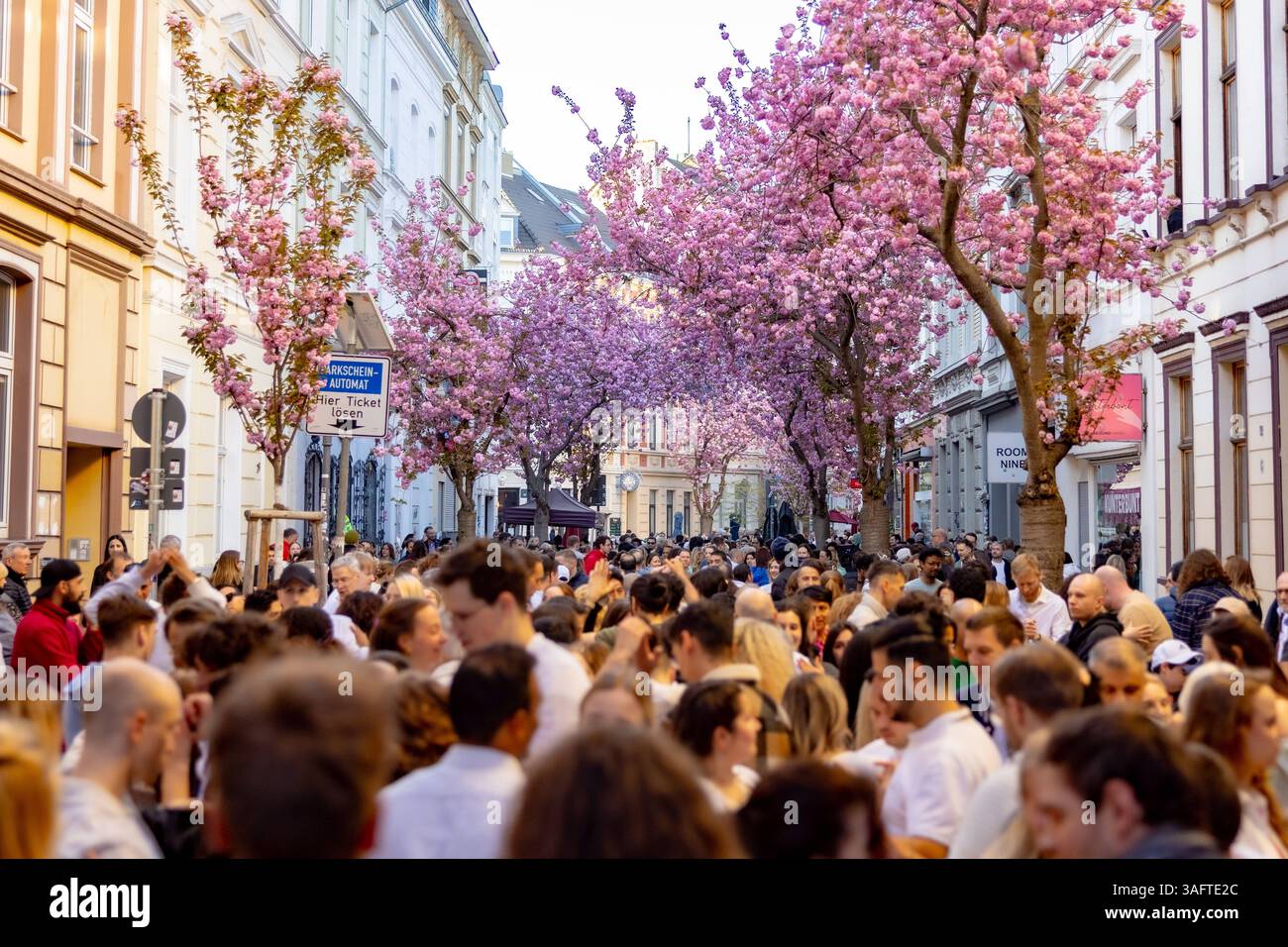 Kirschblüten in der Bonner Altstadt 06.04.2025 Tanzende Menschen unter ...
