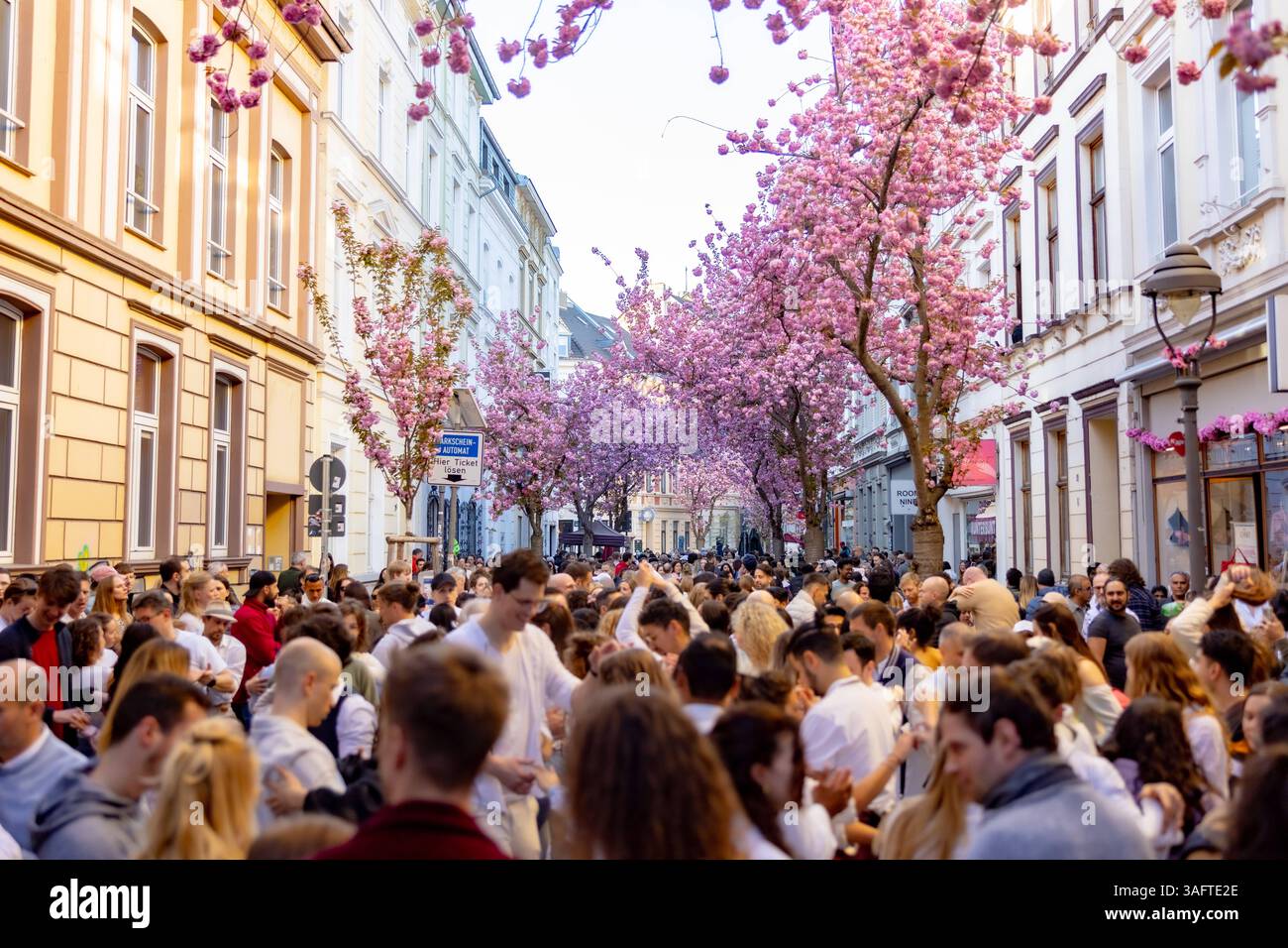 Kirschblüten in der Bonner Altstadt 06.04.2025 Tanzende Menschen unter ...